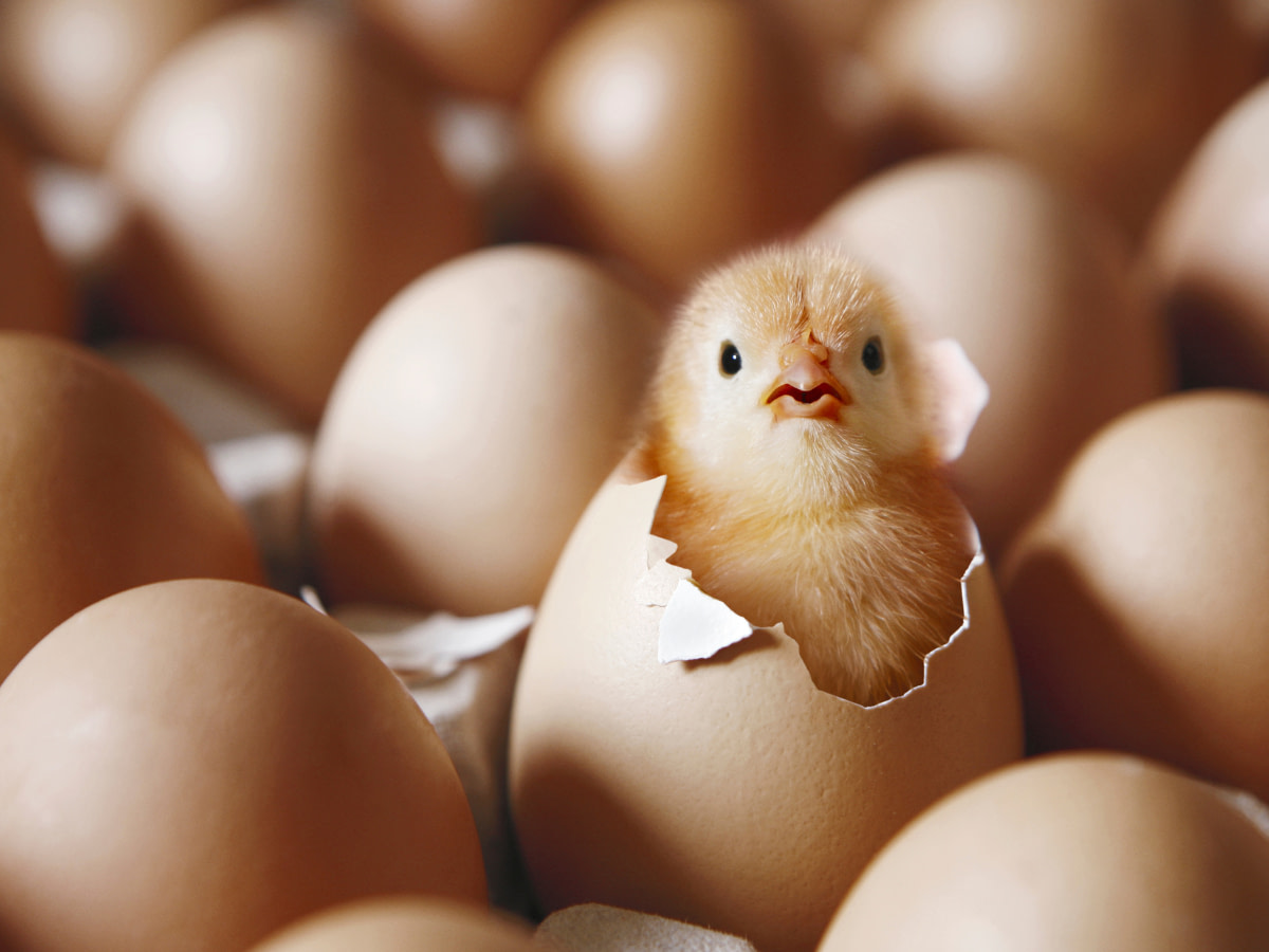 Tuttu, halpa, kätevä – kanamuna kasvattaa pikkukemistejä - Kemia-lehti